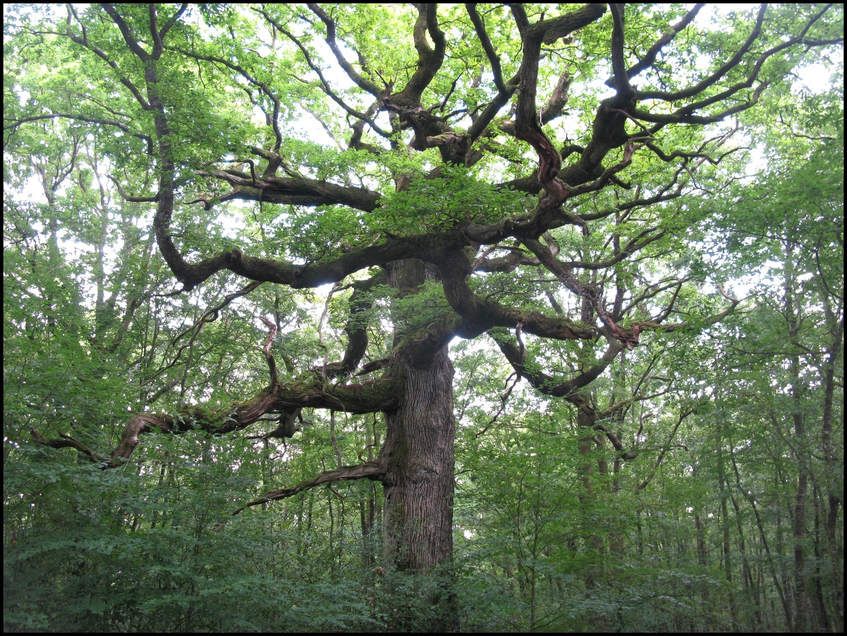Un vieux chêne - L'atelier de Zøwie